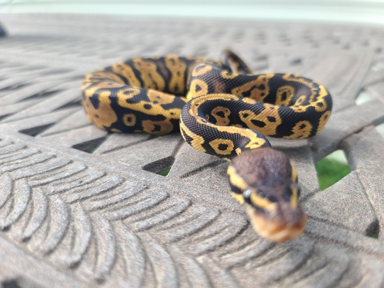 Pastel Acid Ball Python by Bleeding Moon Exotics