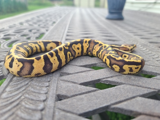 2023 Acid Firefly Male Ball Python by Bleeding Moon Exotics