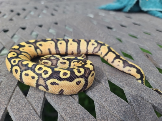 Firefly Ball Python by Bleeding Moon Exotics