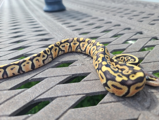Superfly Ball Python by Bleeding Moon Exotics