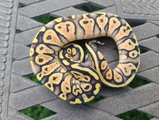 Superfly Ball Python by Bleeding Moon Exotics