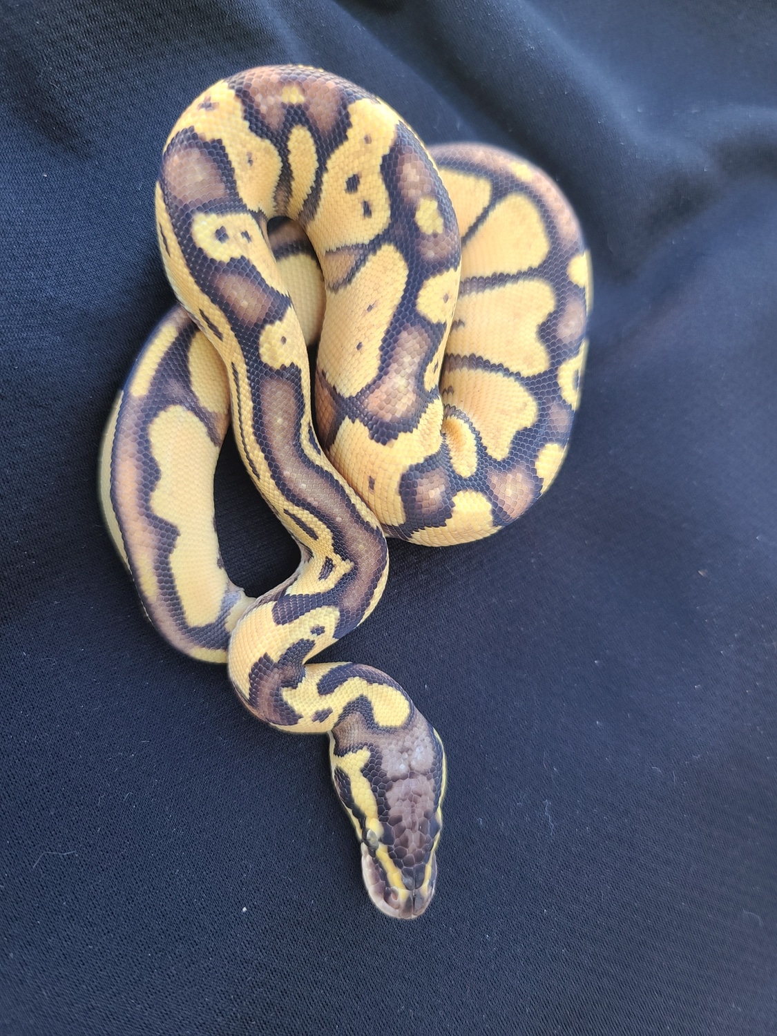 Pastel Vanilla Enchi Blackhead 66 Percent Het Hypo Male Ball Python by ...