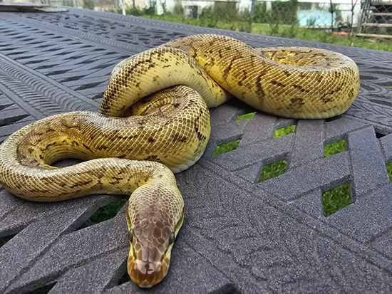 Pastel Pinstripe Yellow Belly Grim Female Ball Python by Bleeding Moon Exotics