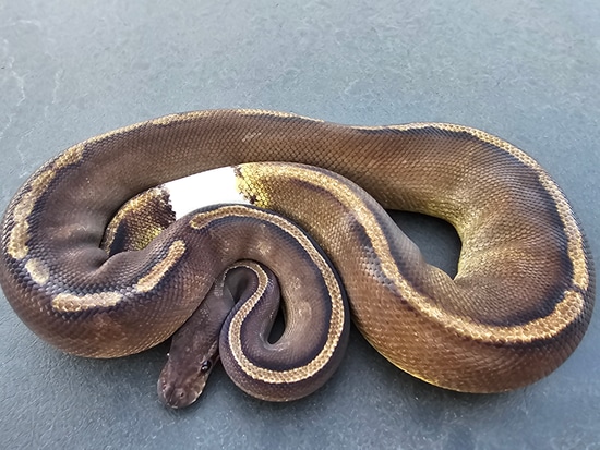 Ghi Cinnamon Yellow Belly Proven Breeder Male Ball Python by Bleeding Moon Exotics
