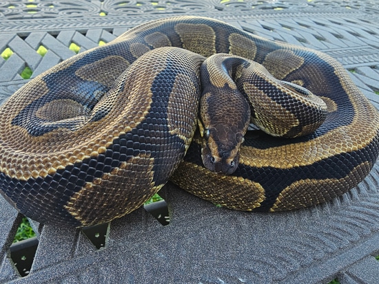 Nr Mandarin Redstripe Female Ball Python by Bleeding Moon Exotics