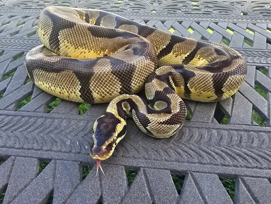Chocolate Enchi Dbl Het Dg Pied Proven Breeder Ball Python by Bleeding Moon Exotics