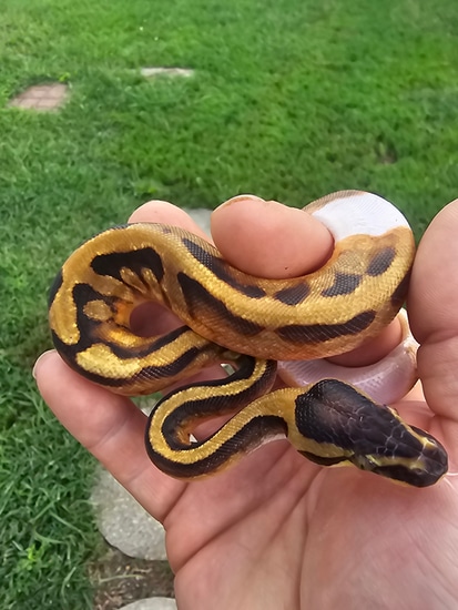 Chocolate Enchi Pied 50% Het Dg Female Ball Python by Bleeding Moon Exotics