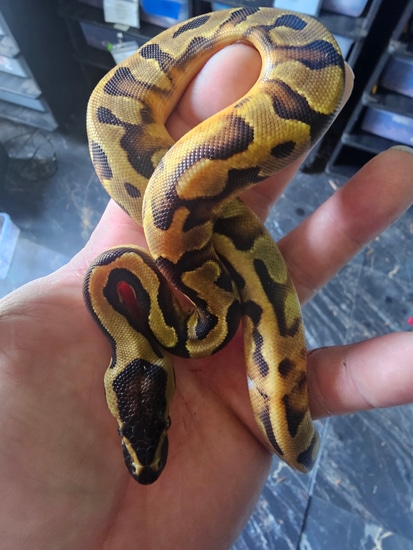 Enchi Pied 50% Het Dg Female Ball Python by Bleeding Moon Exotics