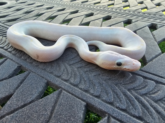 Mystic/phantom Bamboo (Pastel/ench) Femalei Ball Python by Bleeding ...