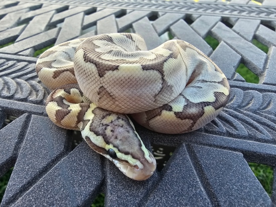 Enchi Bamboo Ball Python by Bleeding Moon Exotics