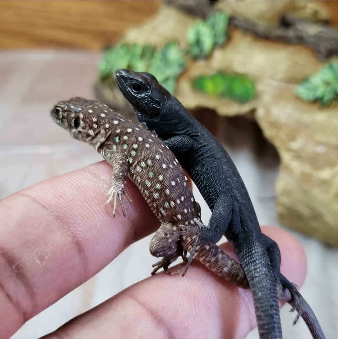 Jeweled Lacertas (Timon Lepidus)Melanistic And 66% Probable Hets by ...