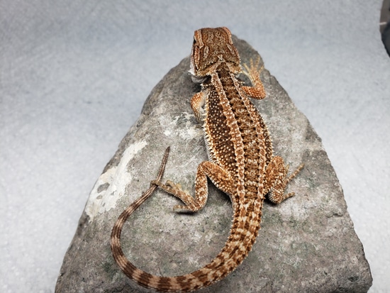 1/8 Barbata Genetic Stripe Central Bearded Dragon by Genetically ...