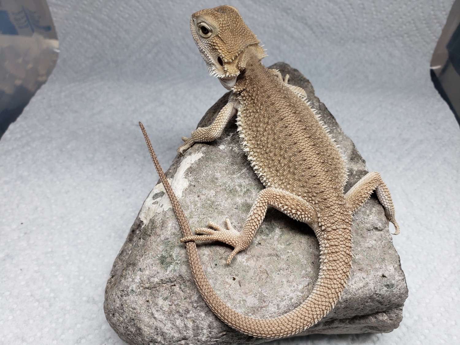 1/8 Barbata Witblit (Very Golden In Person) Central Bearded Dragon by ...