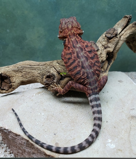 1/2 Red Monster And 1/2 Thailand Import Central Bearded Dragon by ...