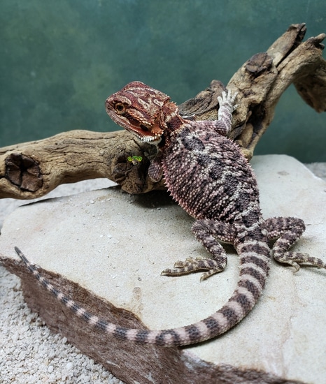 Female Red Monster Outcross Central Bearded Dragon by Genetically ...