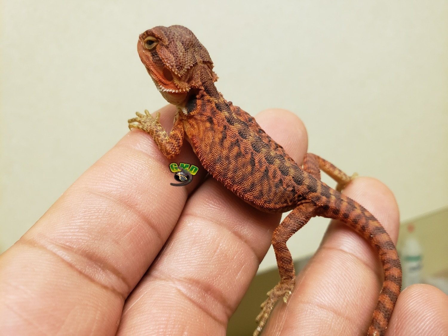 Red Translucent Leatherback Central Bearded Dragon by Genetically ...