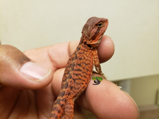 Red Translucent Leatherback Central Bearded Dragon by Genetically ...