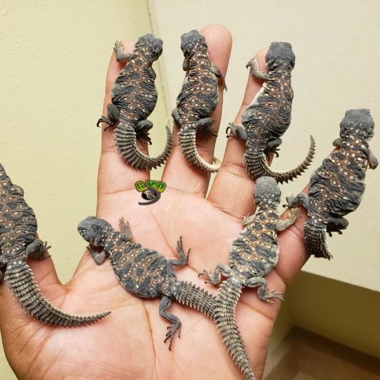 CB Occelated Uromastyx More Lizard by Genetically Modified Dragons