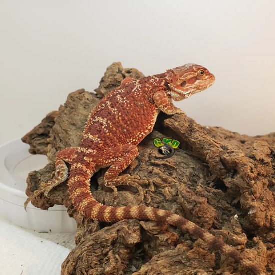 Red 66% Probable Het Trans And 50% Possible Het Hypo (Leatherback Red ...