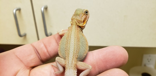LC Barbata Hybrid, Hypo, Trans, Dunner, Gstripe Central Bearded Dragon ...