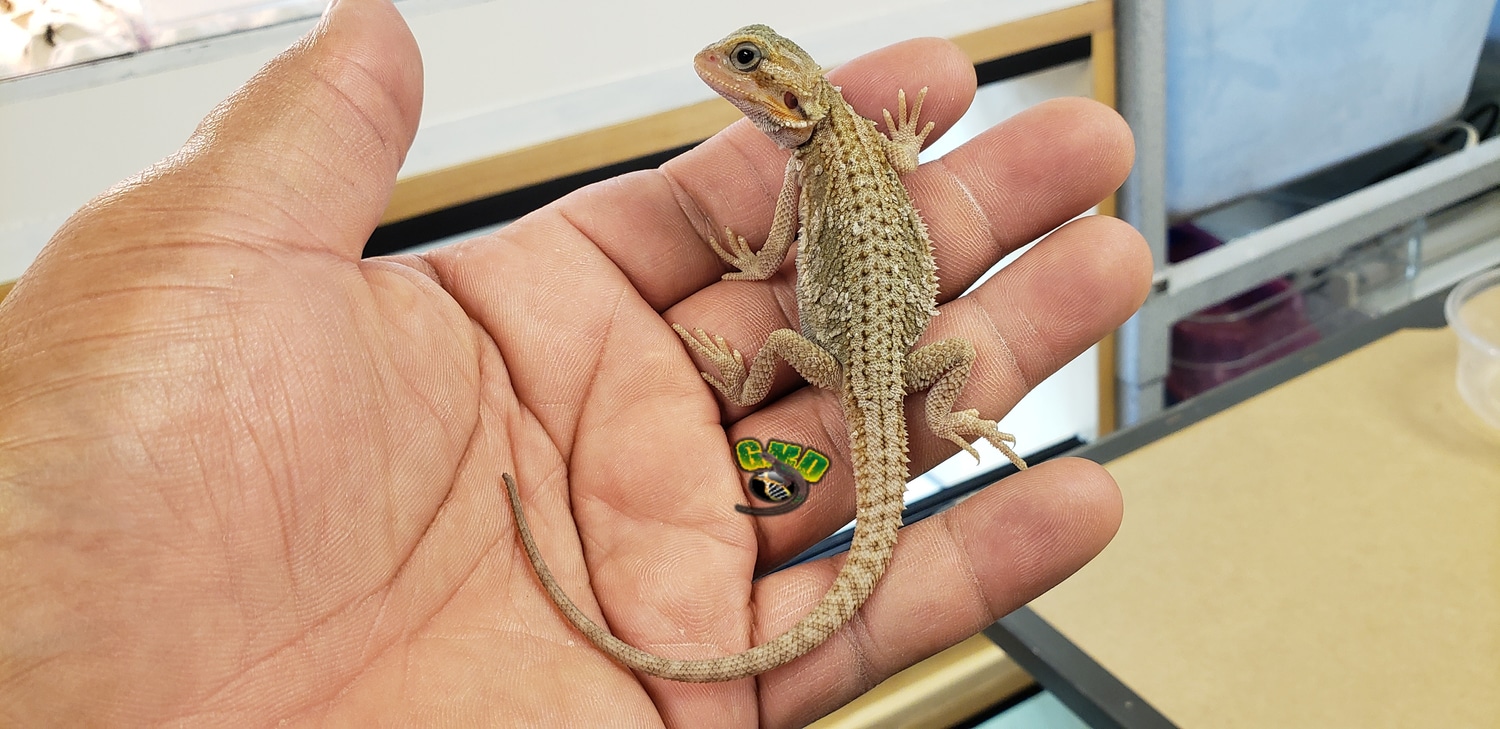 LC Barbata Hybrid, Translucent, Gstripe, 100% Het Hypo 50%possible Het ...