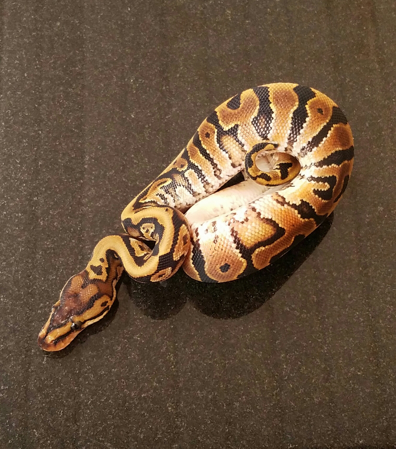 Hidden Gene Woma Yellow Belly Ball Python by KDF Reptiles, LLC ...