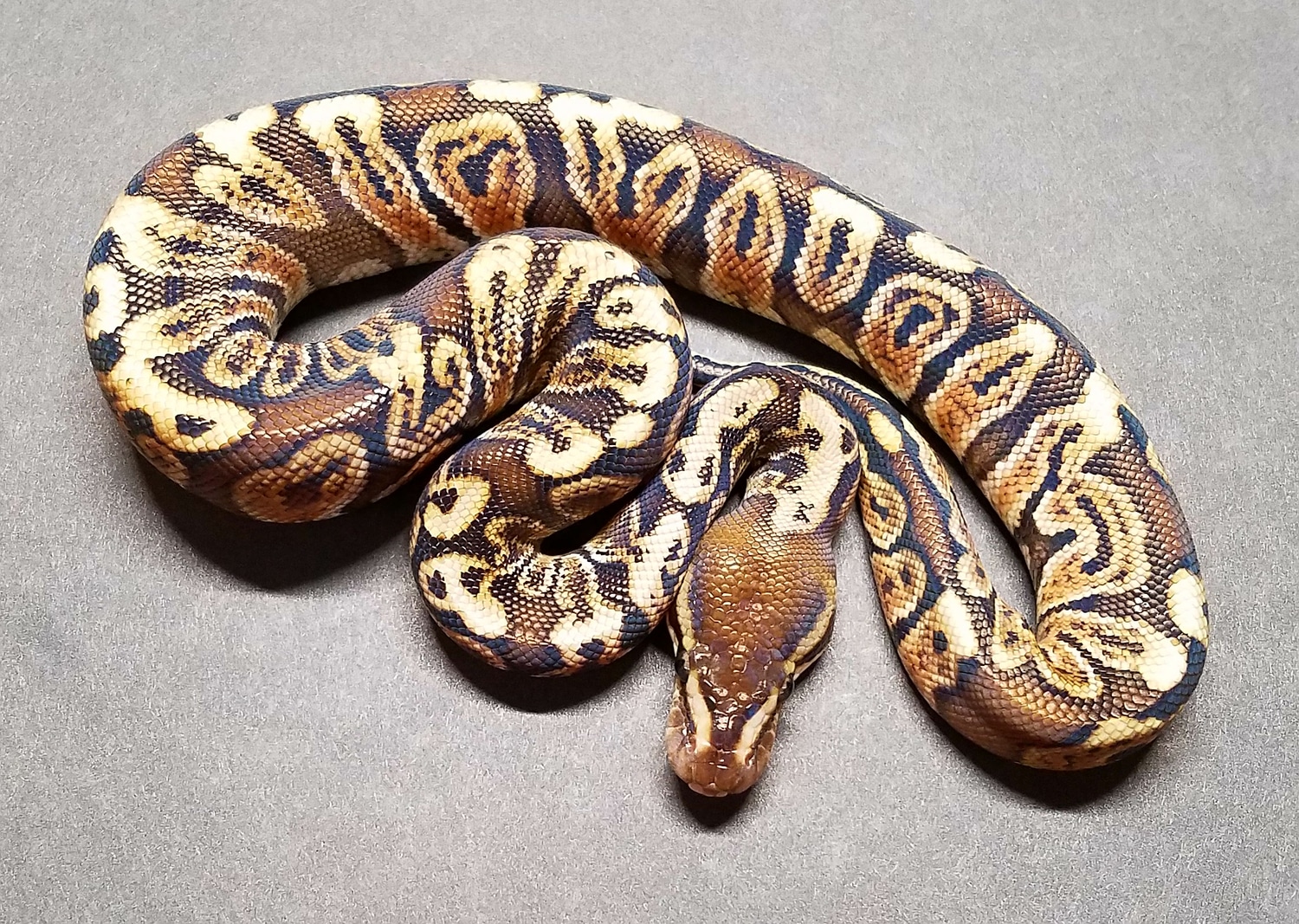 GHI Hidden Gene Woma Ball Python by KDF Reptiles, LLC - MorphMarket