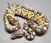 Pastel NoCo Crystal Ball Python by KDF Reptiles, LLC - MorphMarket