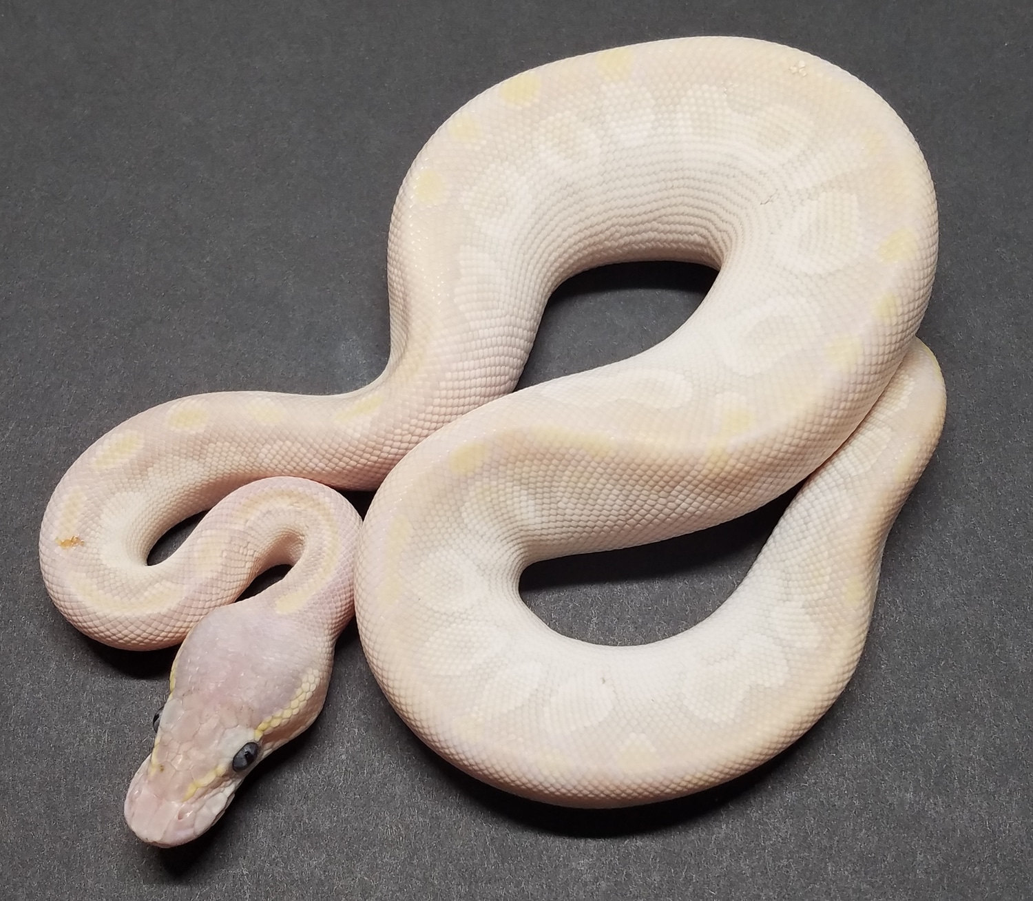 Pastel NoCo Crystal Ball Python by KDF Reptiles, LLC - MorphMarket