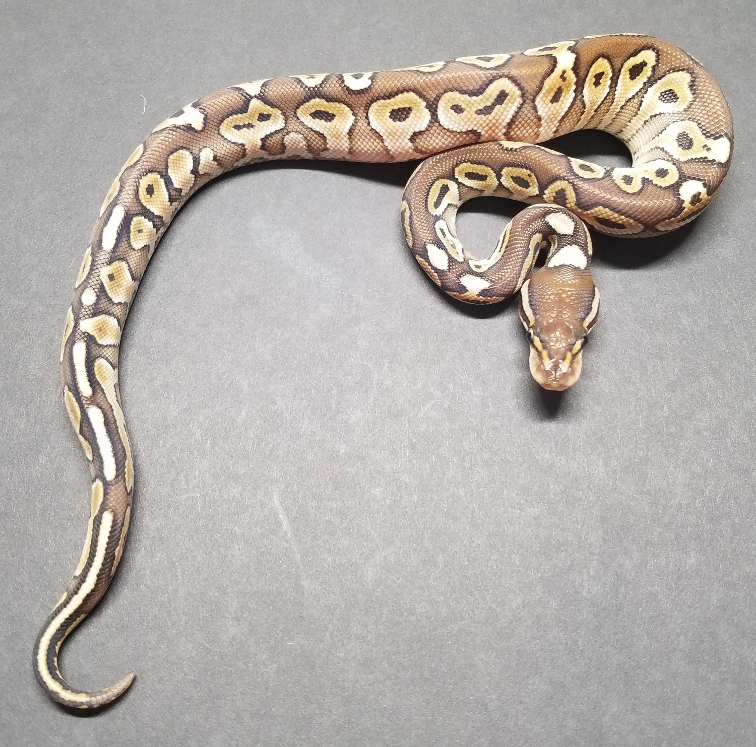 Lesser Het Red Axanthic Ball Python by KDF Reptiles, LLC - MorphMarket