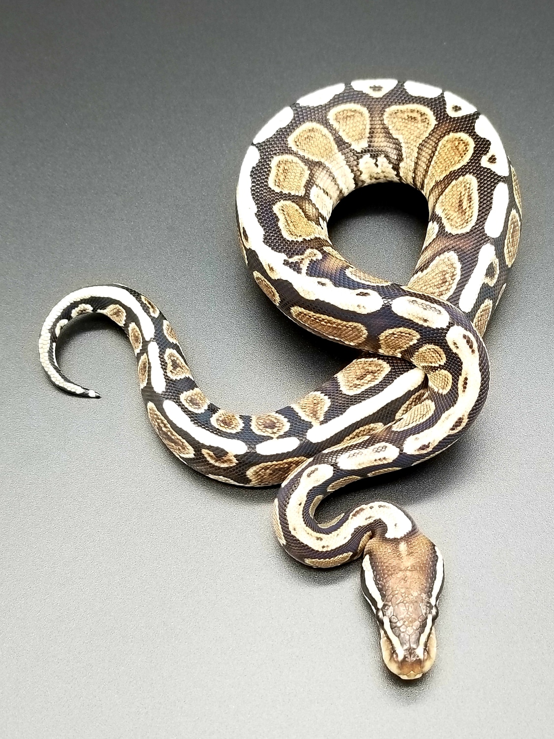 GHI Spotnose HRA Ball Python by KDF Reptiles, LLC - MorphMarket
