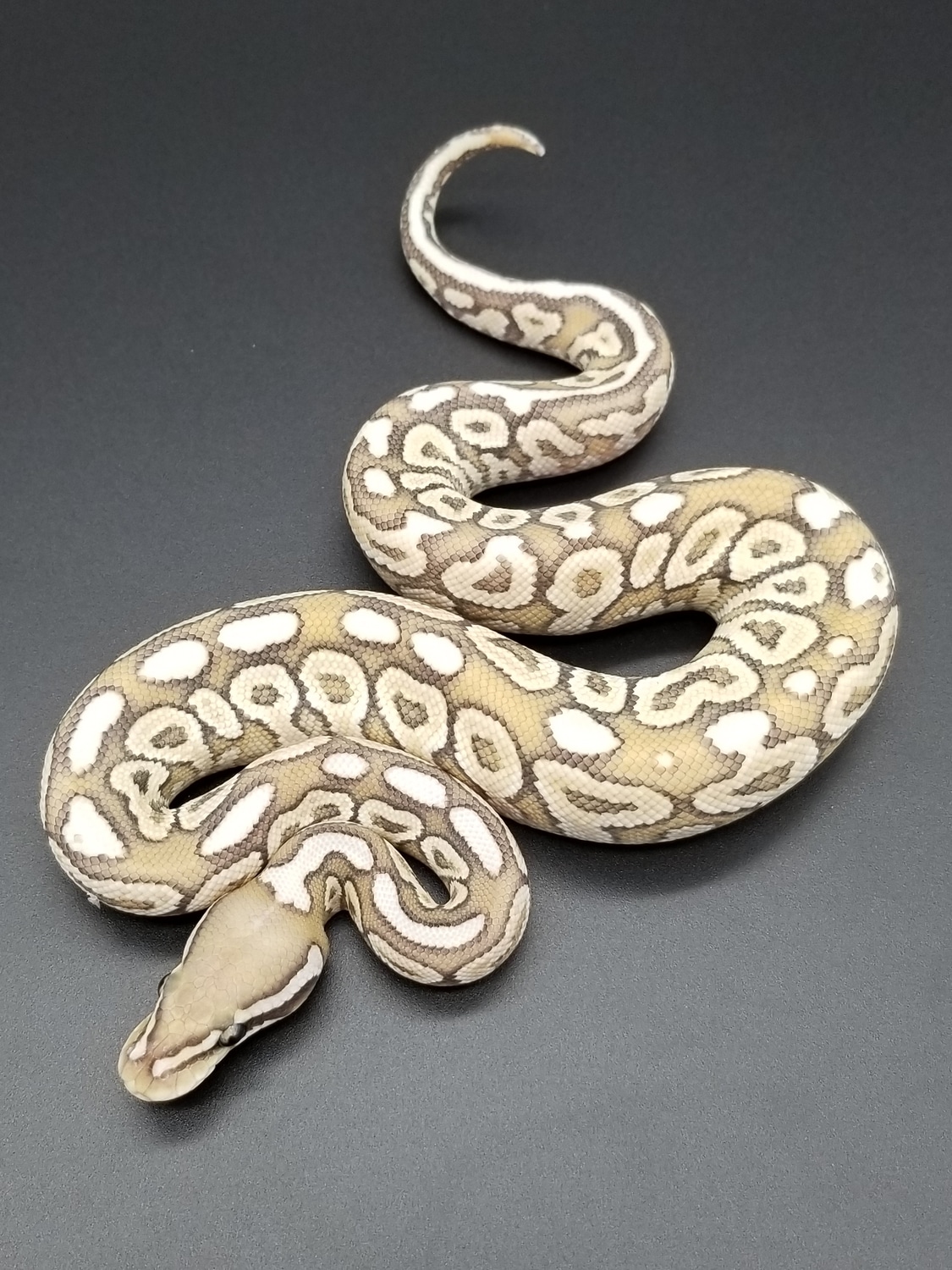 HRA Lesser Spotnose Ball Python by KDF Reptiles, LLC - MorphMarket