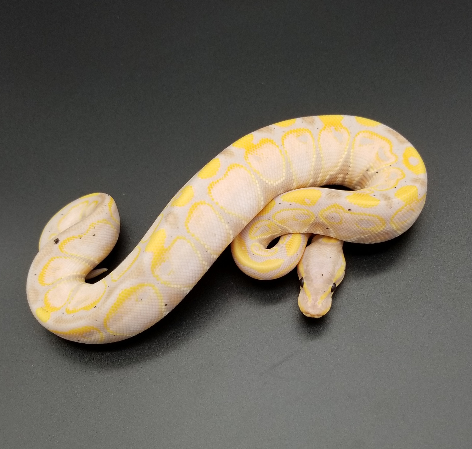 Coral Glow Ball Python by KDF Reptiles, LLC - MorphMarket