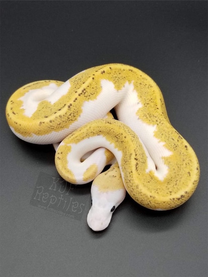 Super Sulfur Ball Python by KDF Reptiles, LLC