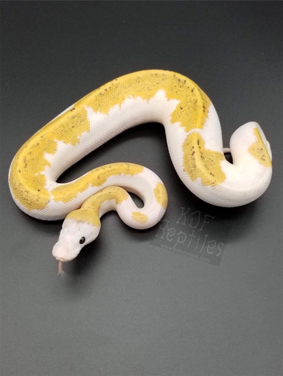 Super Sulfur Ball Python by KDF Reptiles, LLC
