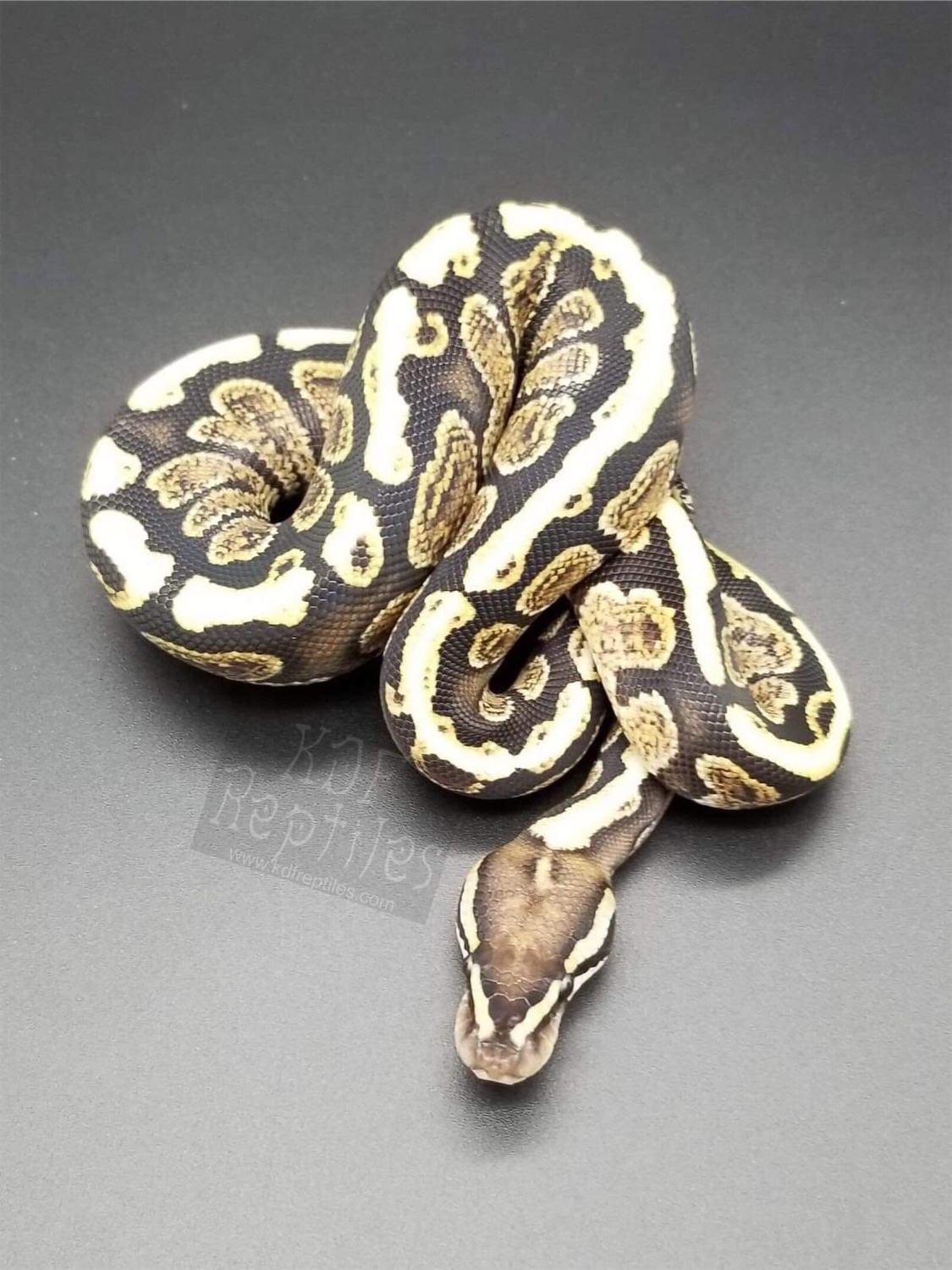 GHI Fire Spotnose Ball Python by KDF Reptiles, LLC - MorphMarket