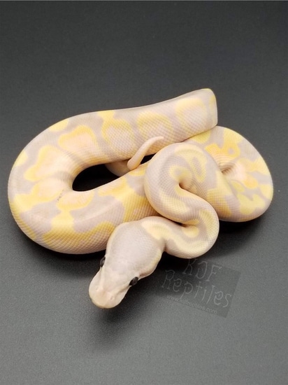 Super Coral Glow Ball Python by KDF Reptiles, LLC