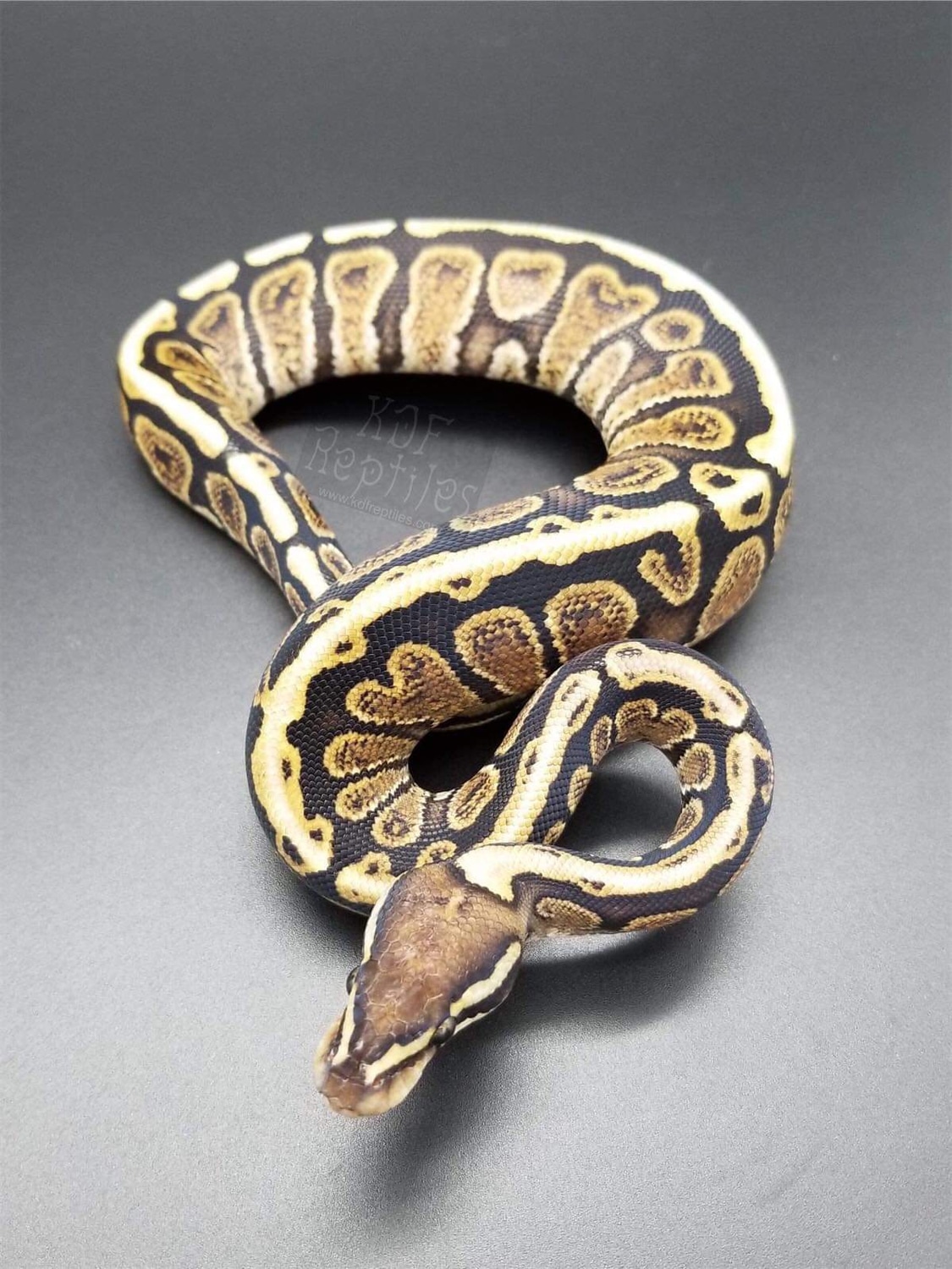 GHI Spotnose 2 Ball Python by KDF Reptiles, LLC - MorphMarket