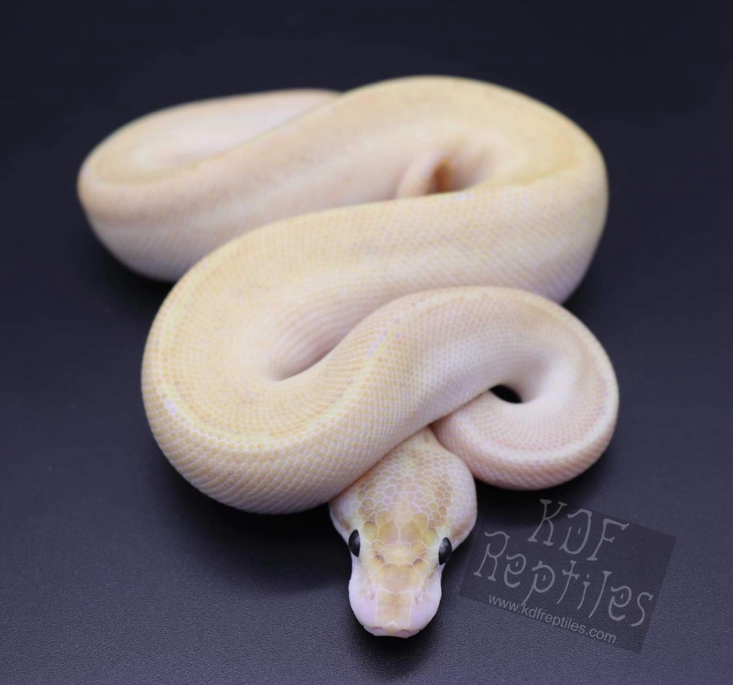 Ivory #2 Ball Python by KDF Reptiles, LLC - MorphMarket