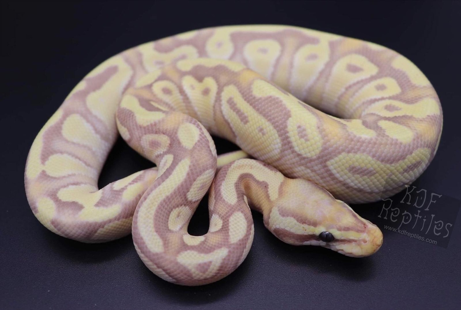 Banana Pastave Enchi Ball Python by KDF Reptiles, LLC - MorphMarket