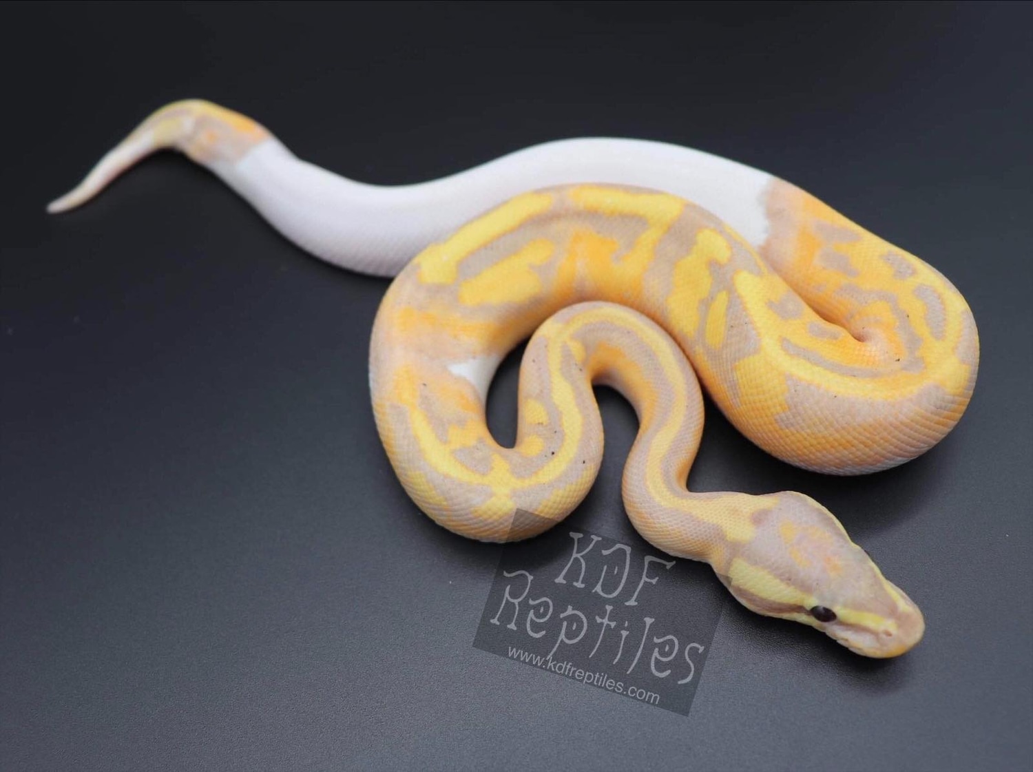 Coral Glow Pied Ball Python by KDF Reptiles, LLC - MorphMarket