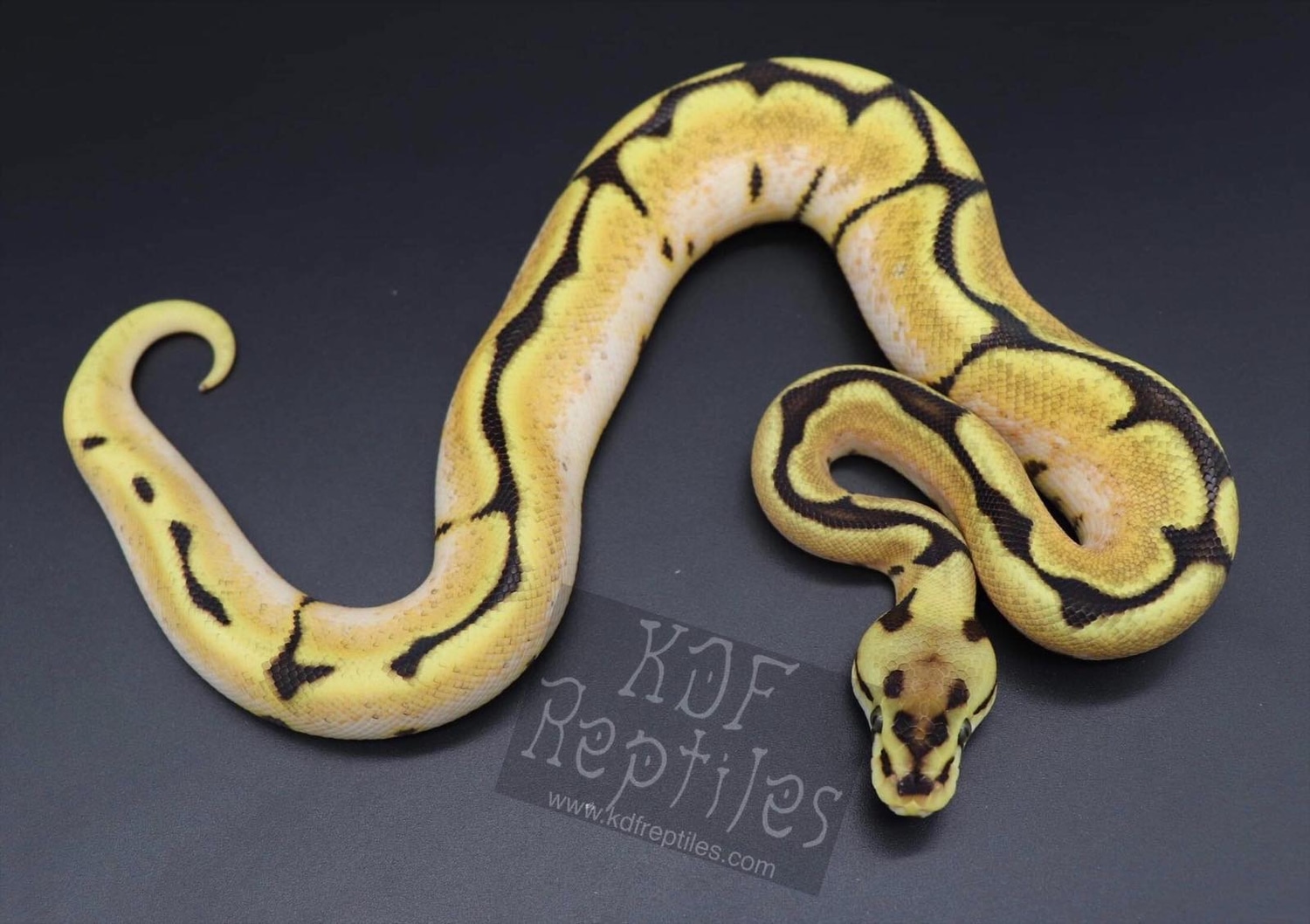 Dreambee Yellowbelly Ball Python by KDF Reptiles, LLC - MorphMarket