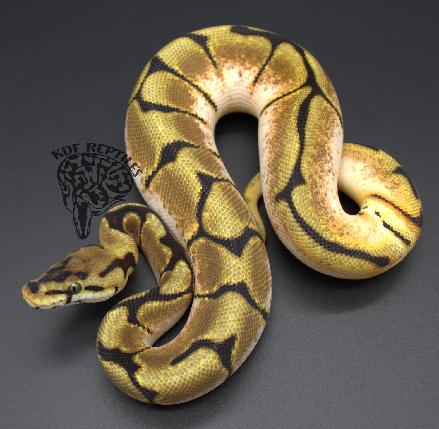 Orange Dream Spider Ball Python by KDF Reptiles, LLC - MorphMarket