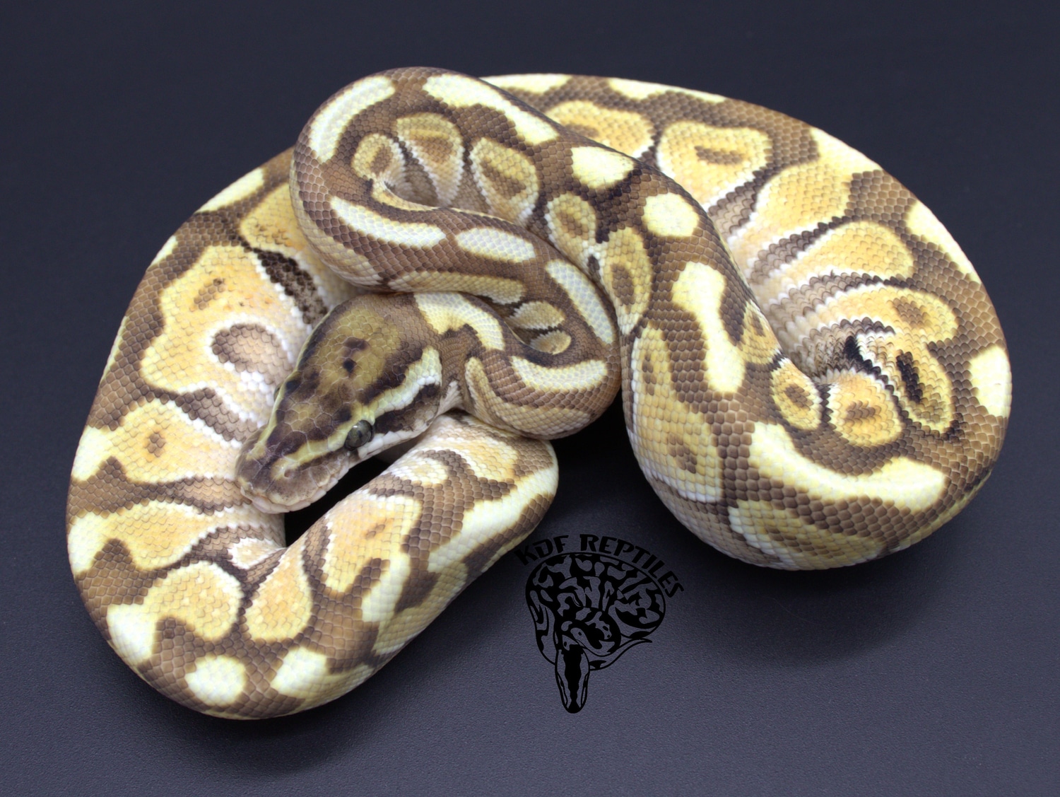 HRA Enchi Lesser Spotnose Paradox Ball Python by KDF Reptiles, LLC ...
