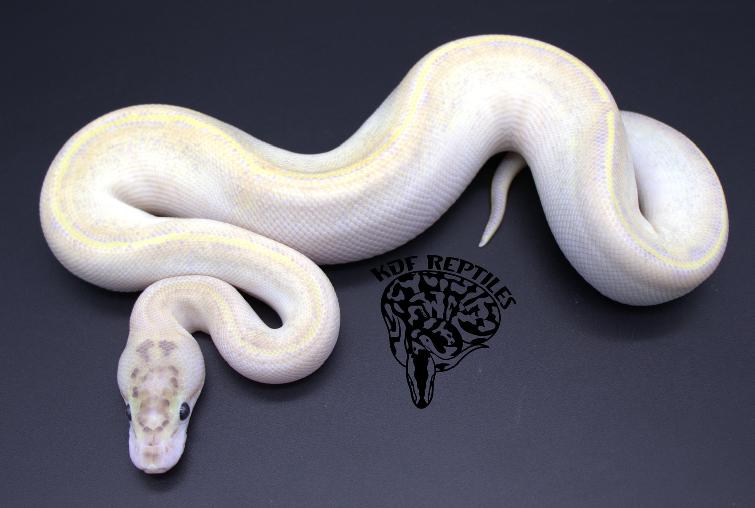 Phantom Ivory Ball Python by KDF Reptiles, LLC - MorphMarket