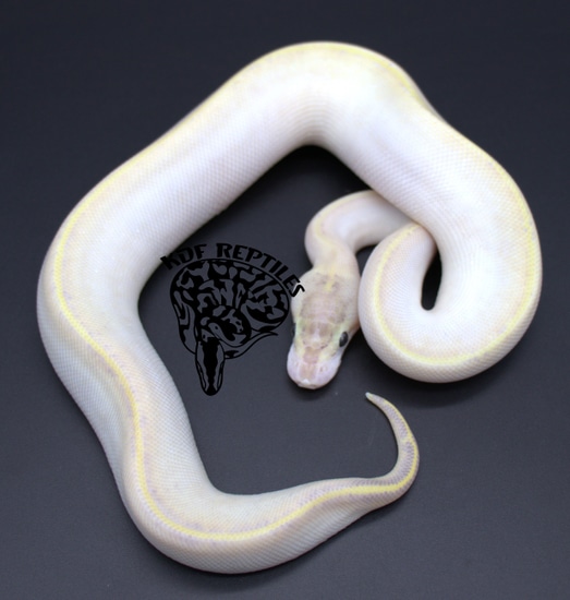 Pastel Ivory Ball Python by KDF Reptiles, LLC