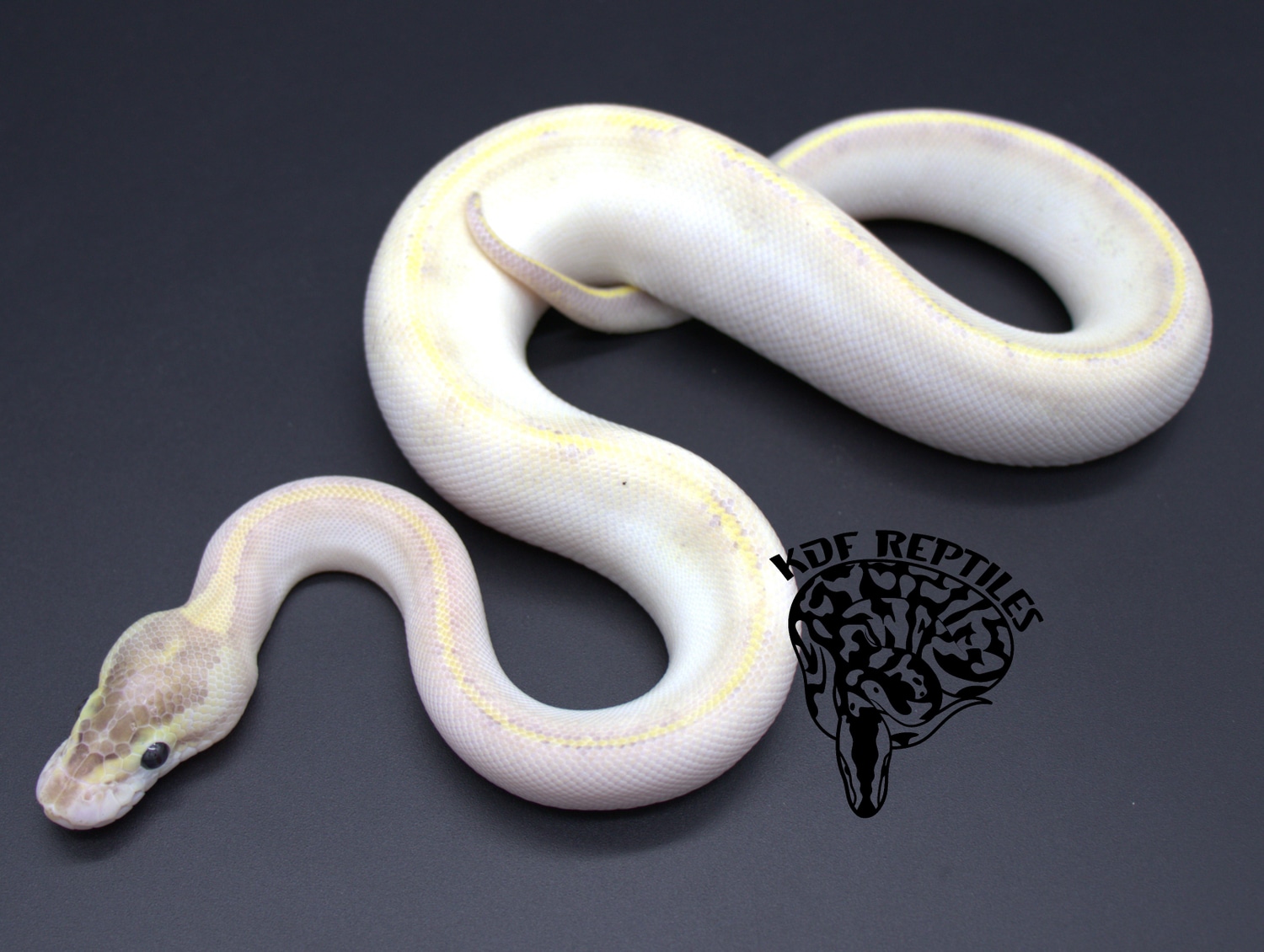 Ivory Ball Python by KDF Reptiles, LLC - MorphMarket