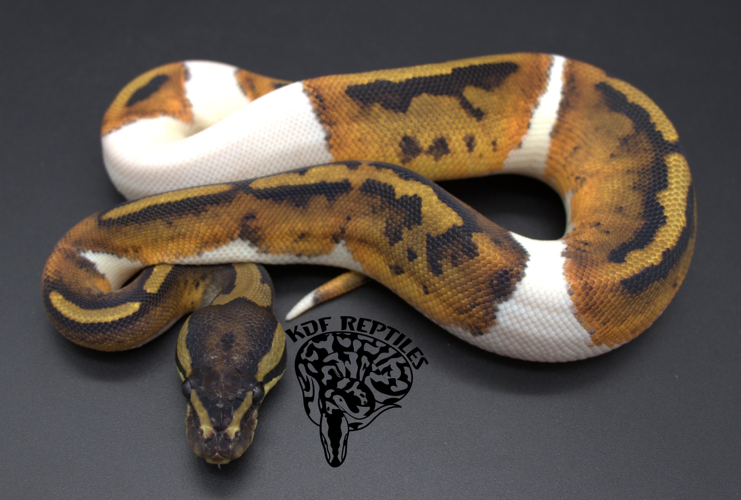 Ball Python Pied 3 by KDF Reptiles, LLC - MorphMarket