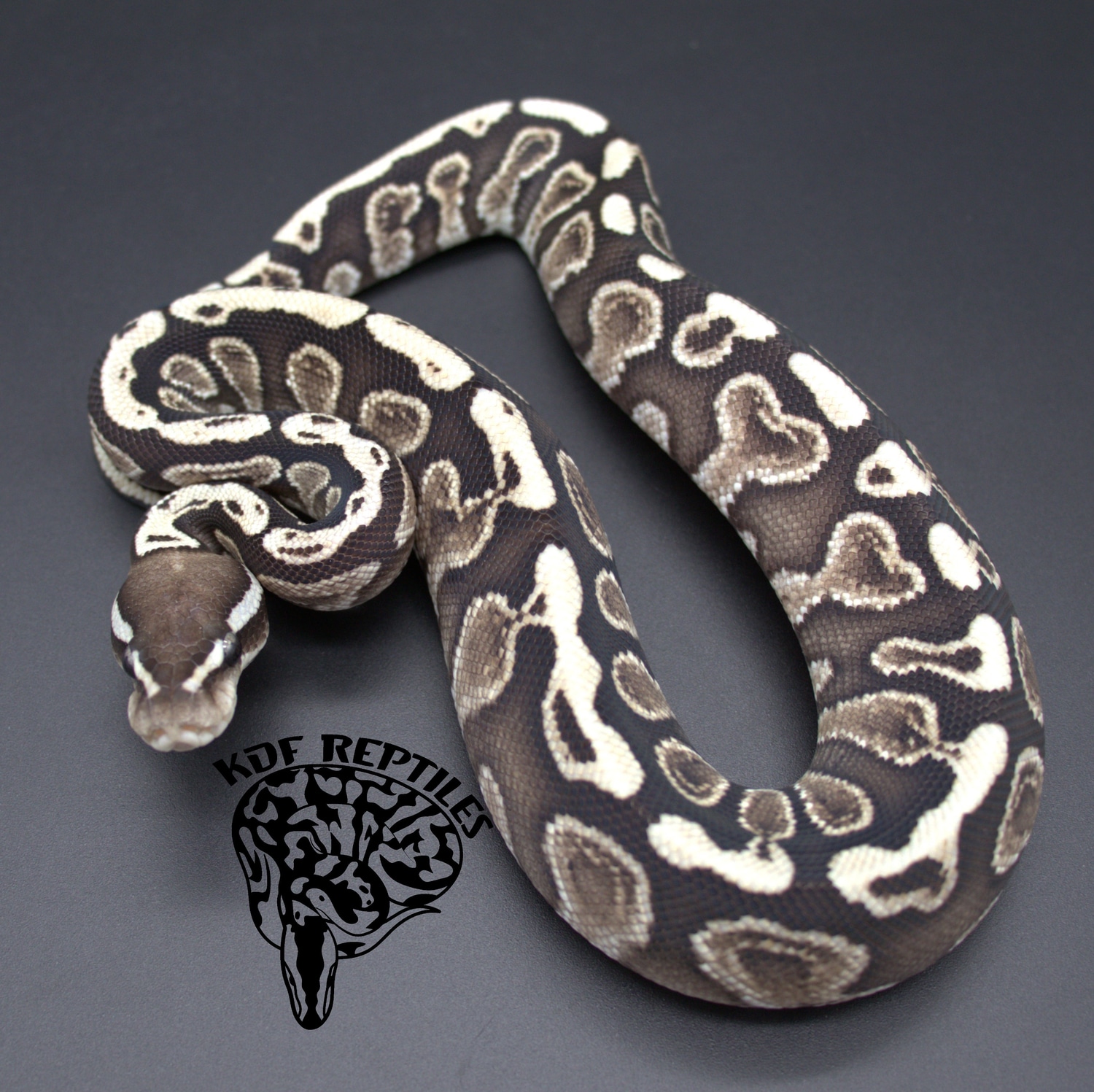 Pastel Spotnose Phantom GHI HRA Ball Python by KDF Reptiles, LLC ...