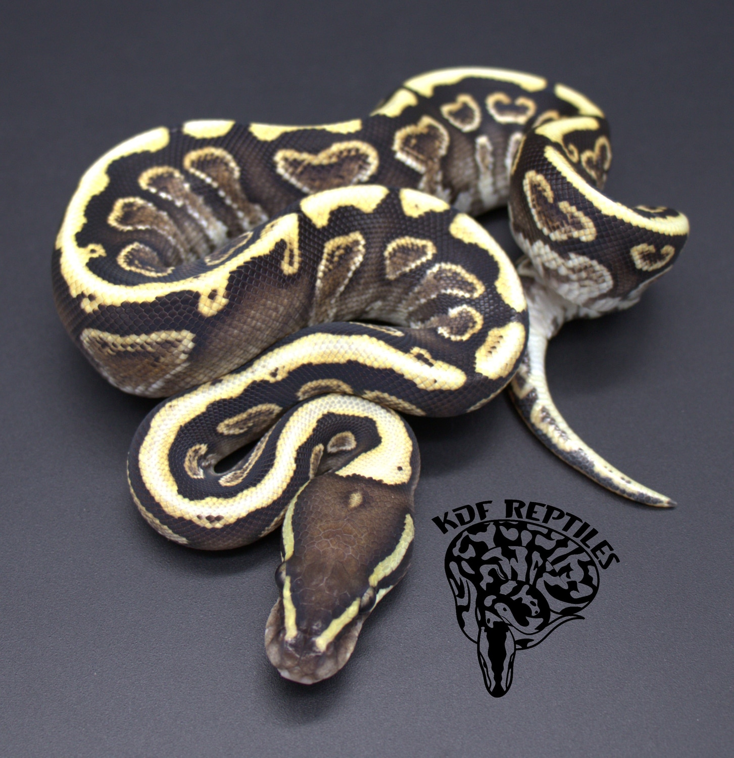 Phantom Spotnose HRA GHI Ball Python by KDF Reptiles, LLC - MorphMarket